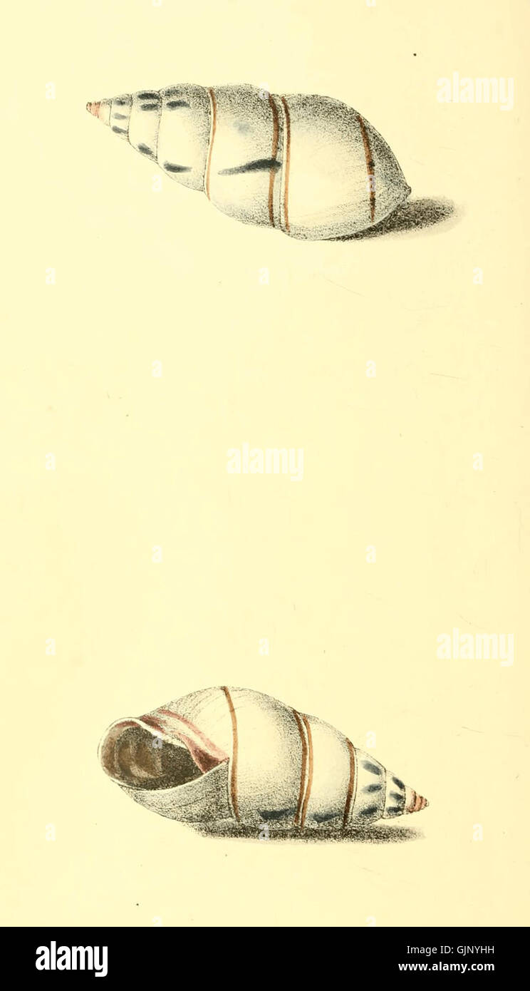 *Zoological Illustrations* Volume I, Plate 4, presents detailed ...