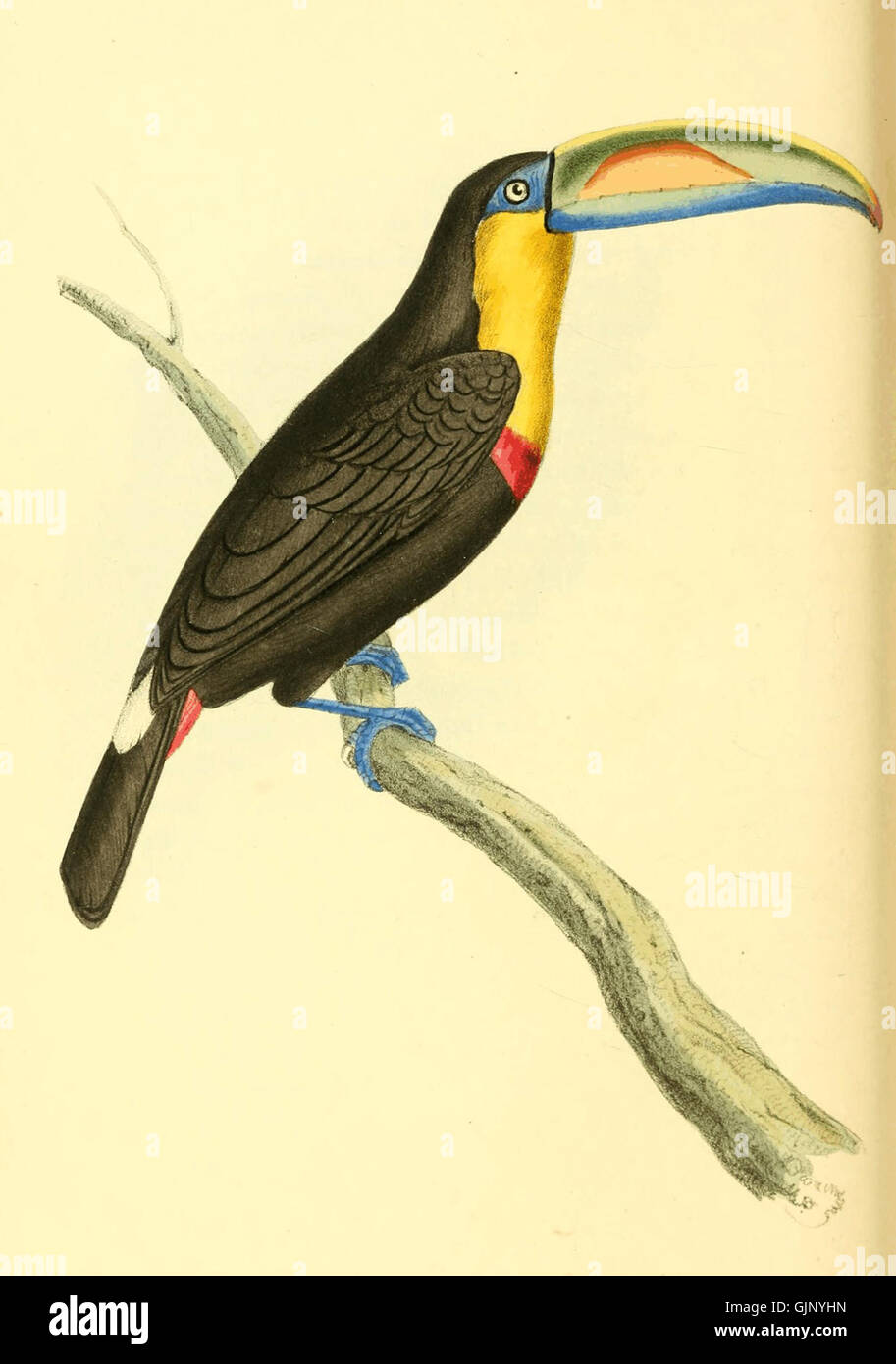 Plate 45 from 'Zoological Illustrations', featuring detailed ...