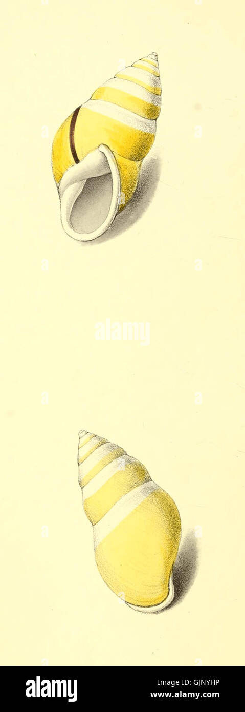 This illustration is from the first volume of 'Zoological Illustrations ...