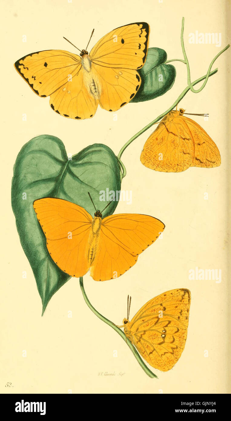 This plate from *Zoological Illustrations Volume I* features an ...
