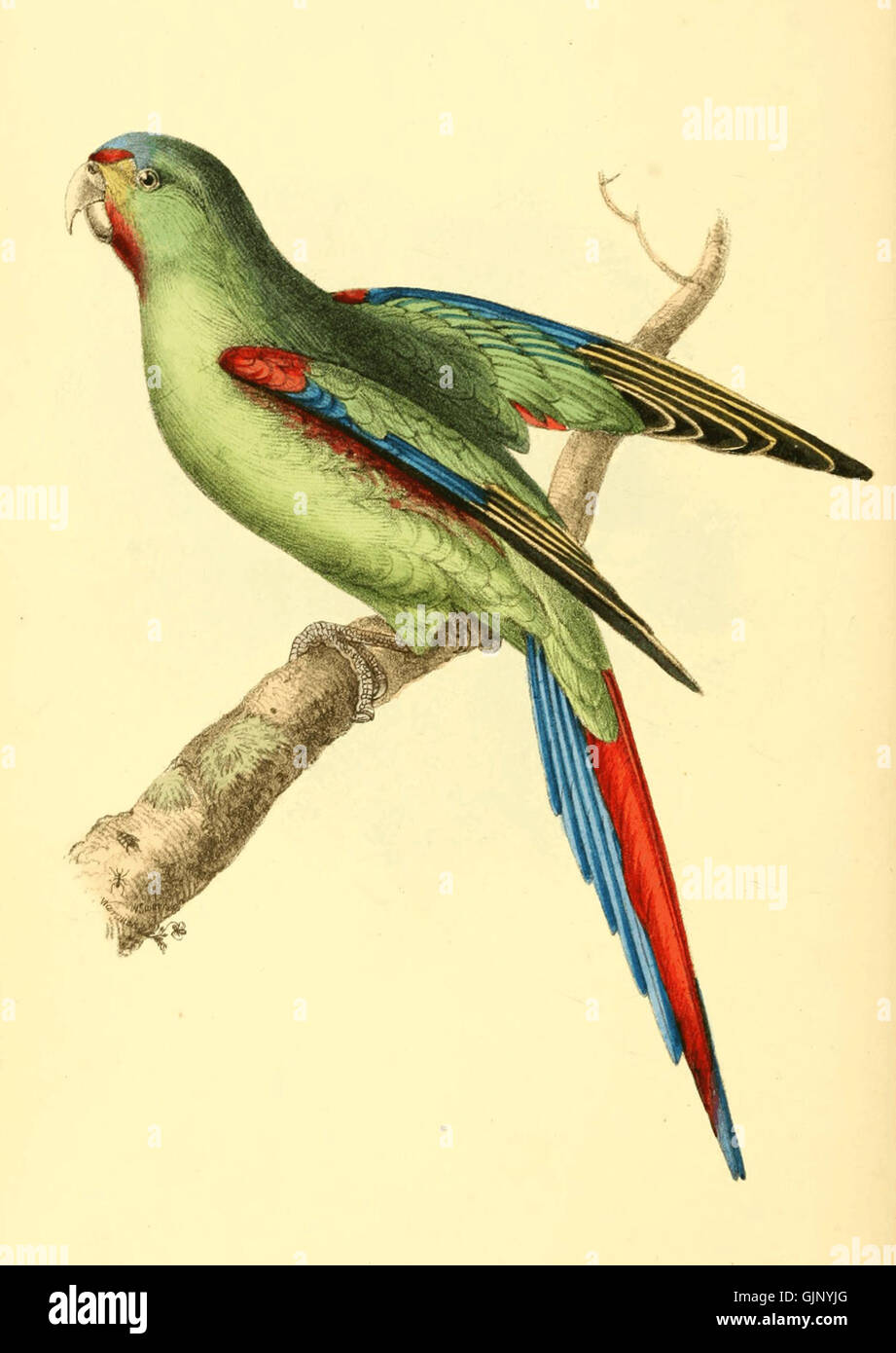 This illustration from Volume I of 'Zoological Illustrations' presents ...