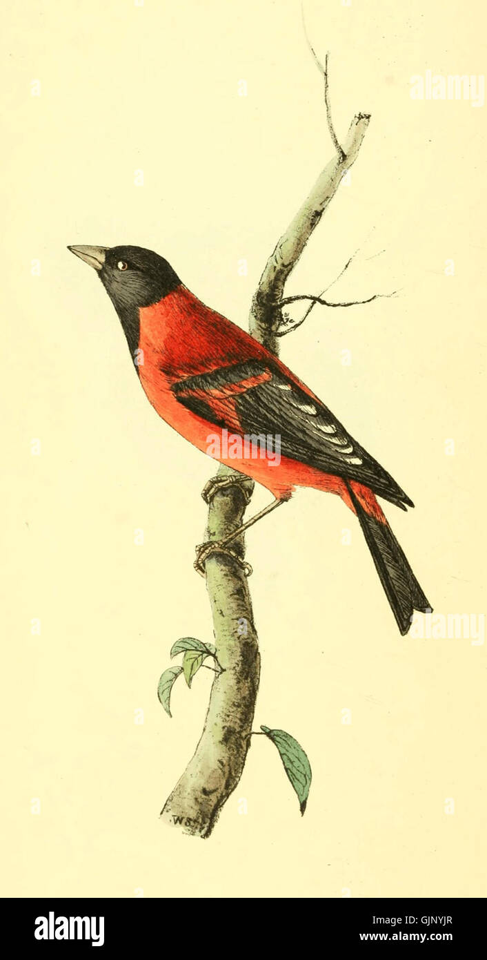 This plate from Volume I of 'Zoological Illustrations' features ...