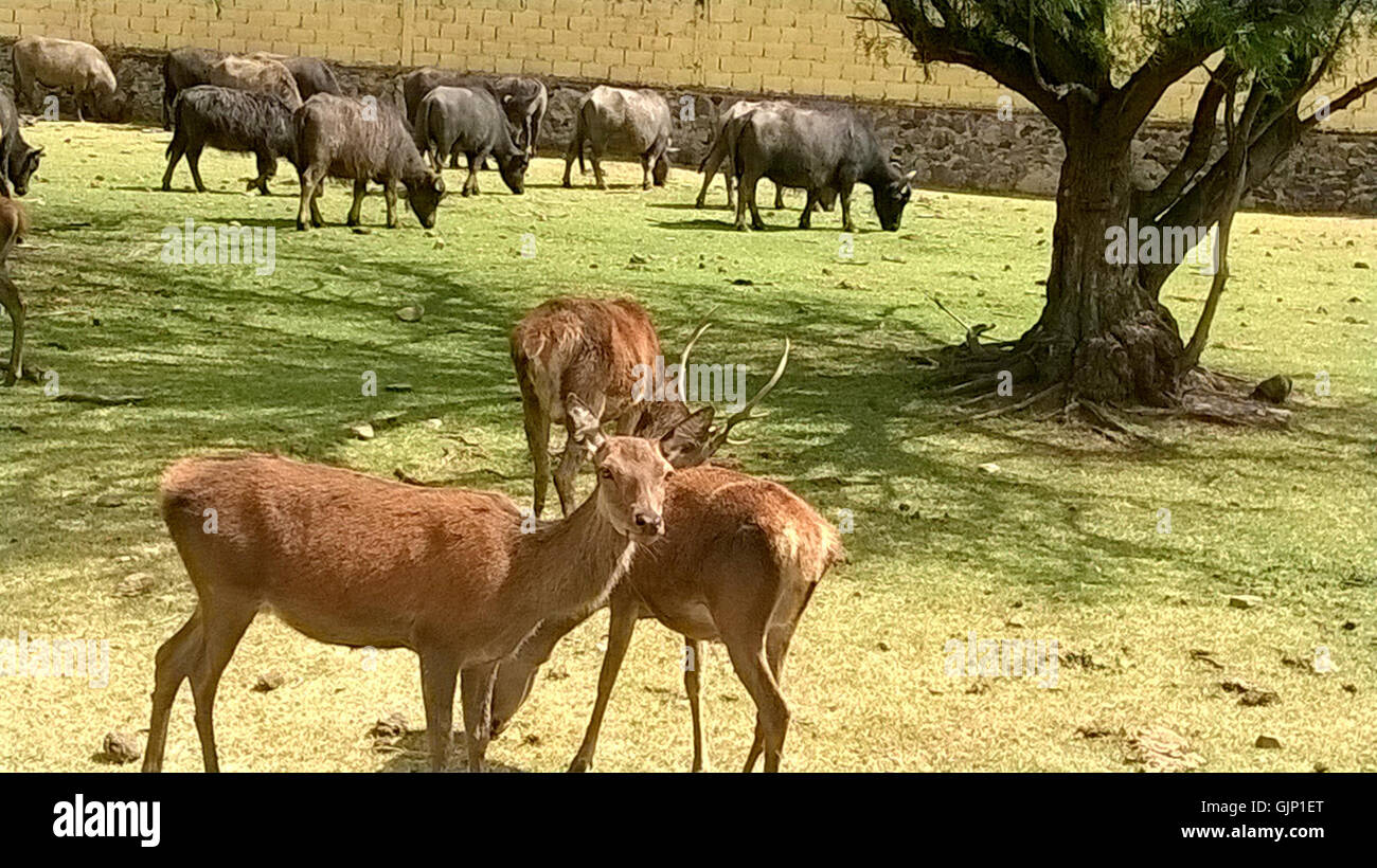 Cervidae, a term referring to the family of animals commonly known as ...