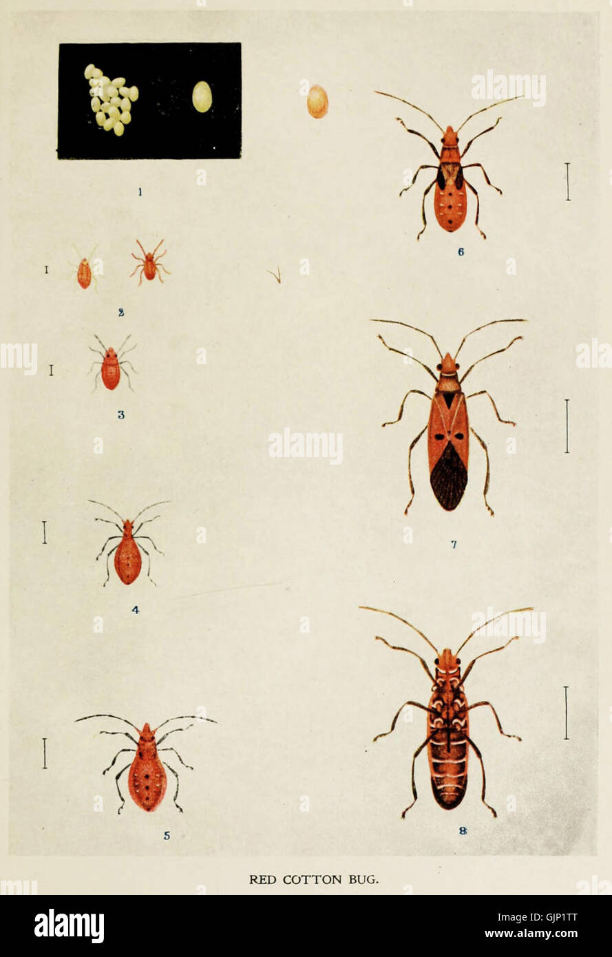 Dysdercus hi-res stock photography and images - Alamy