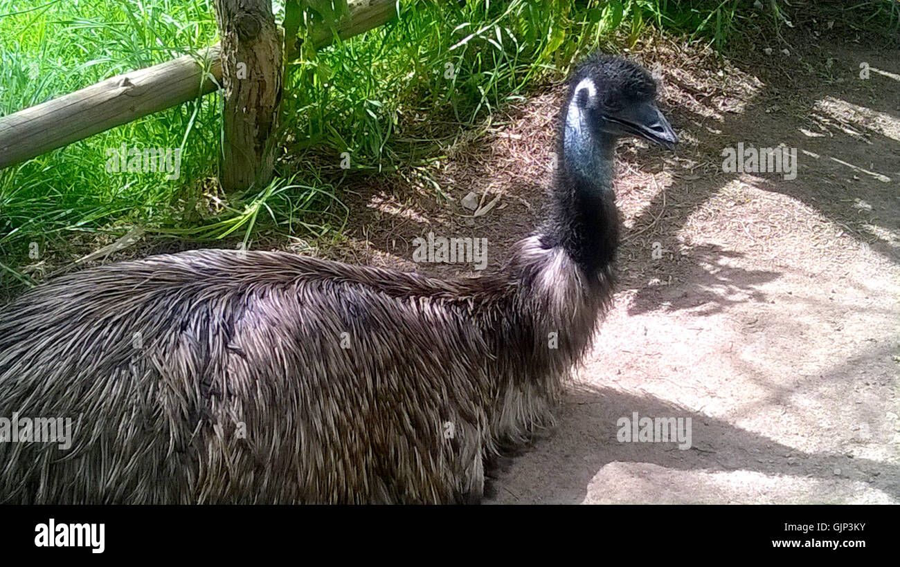 'Dromaius' 2 depicts an ostrich in a naturalistic pose, showcasing the ...