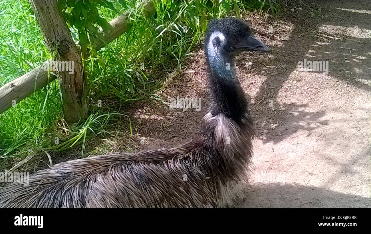 Emu artwork hi-res stock photography and images - Alamy