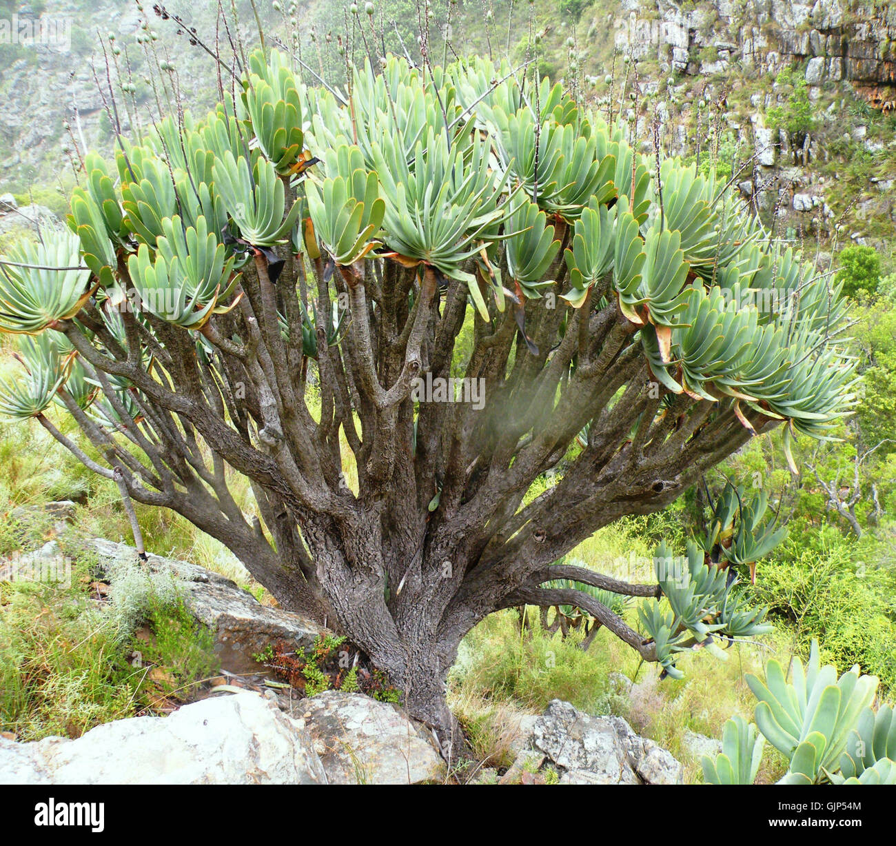 Aloe plicatilis, also known as the Fan Aloe, is a species native to ...