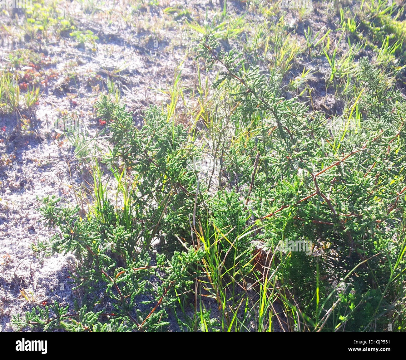 Asparagus capensis hi-res stock photography and images - Alamy