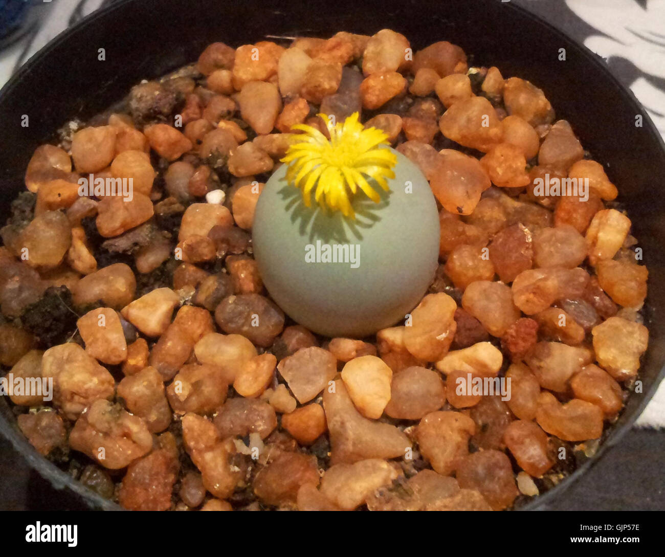 The Conophytum calculus RSA is a species of succulent plant known for ...