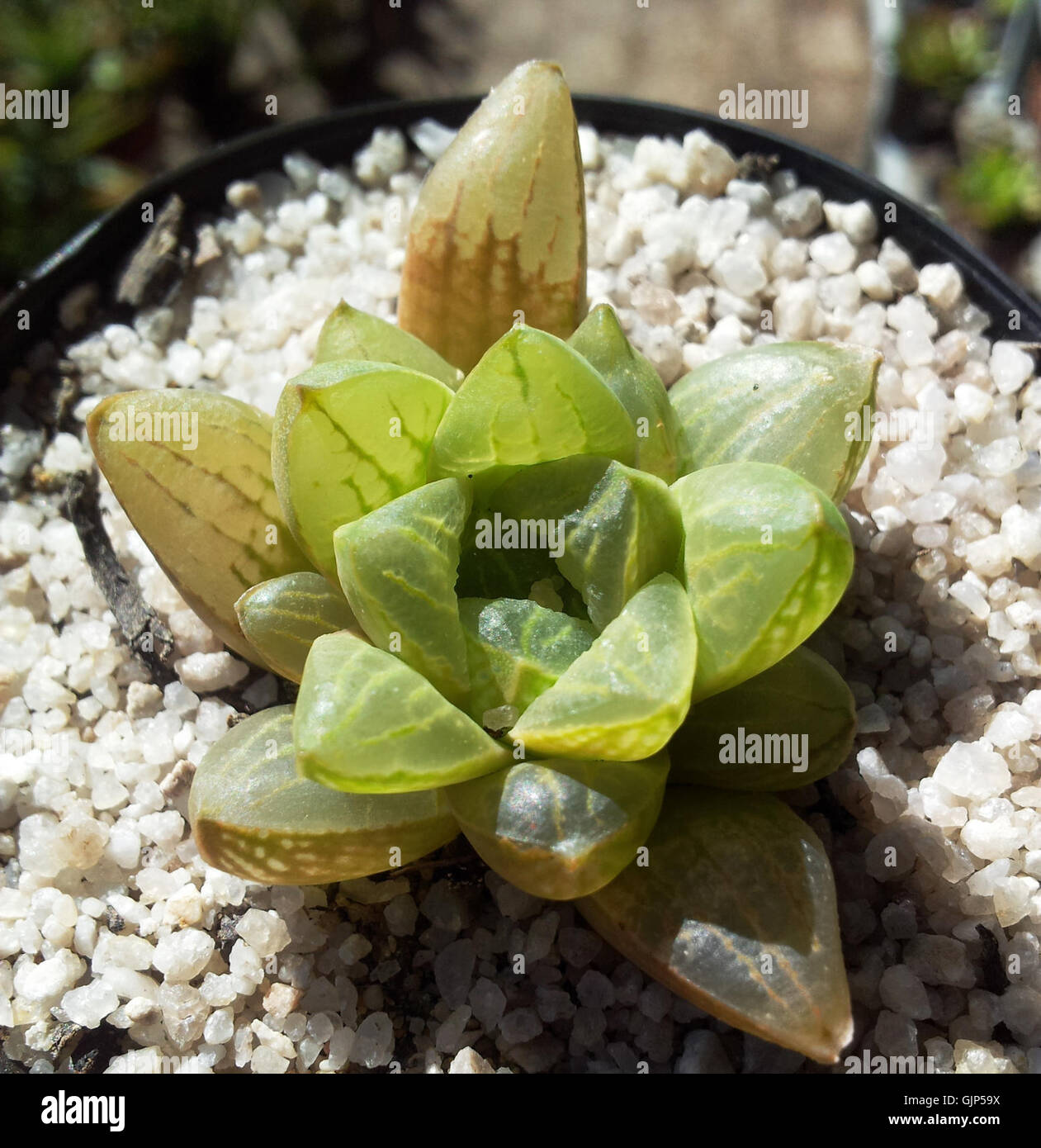 This specimen of *Haworthia turgida var. turgida*, photographed at ...