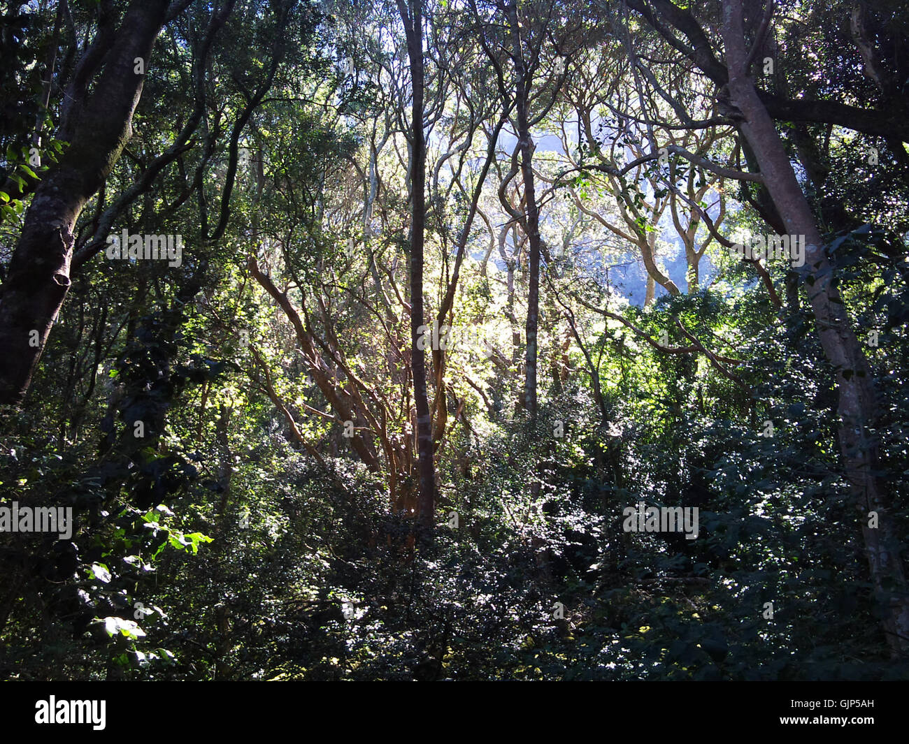 This image showcases the Indigenous Afrotemperate forest in Cape Town ...
