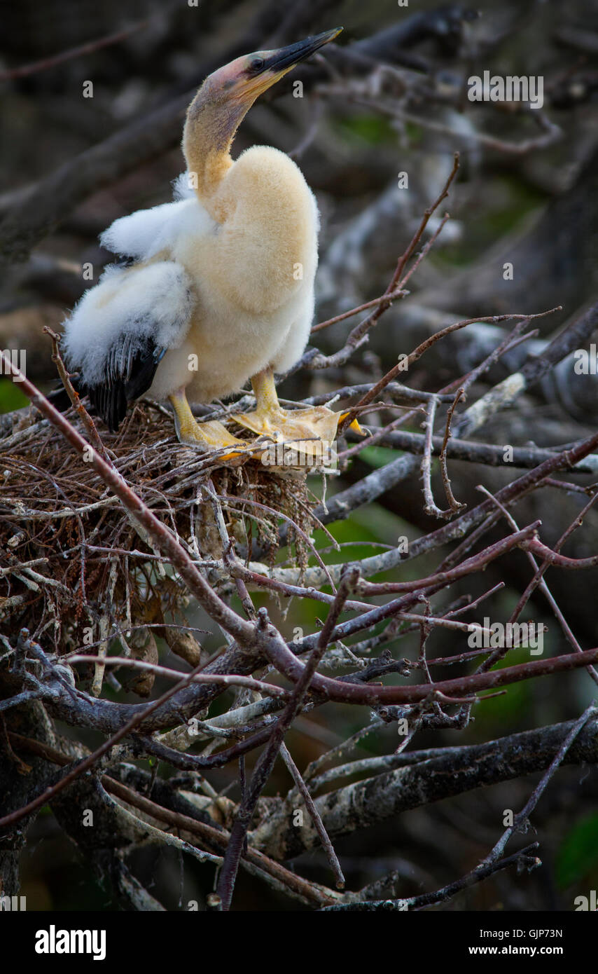 Juvenile anhinga hi-res stock photography and images - Alamy