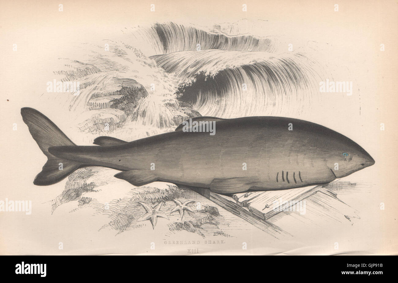 GREENLAND SHARK. Somniosus microcephalus, gurry shark, grey shark ...