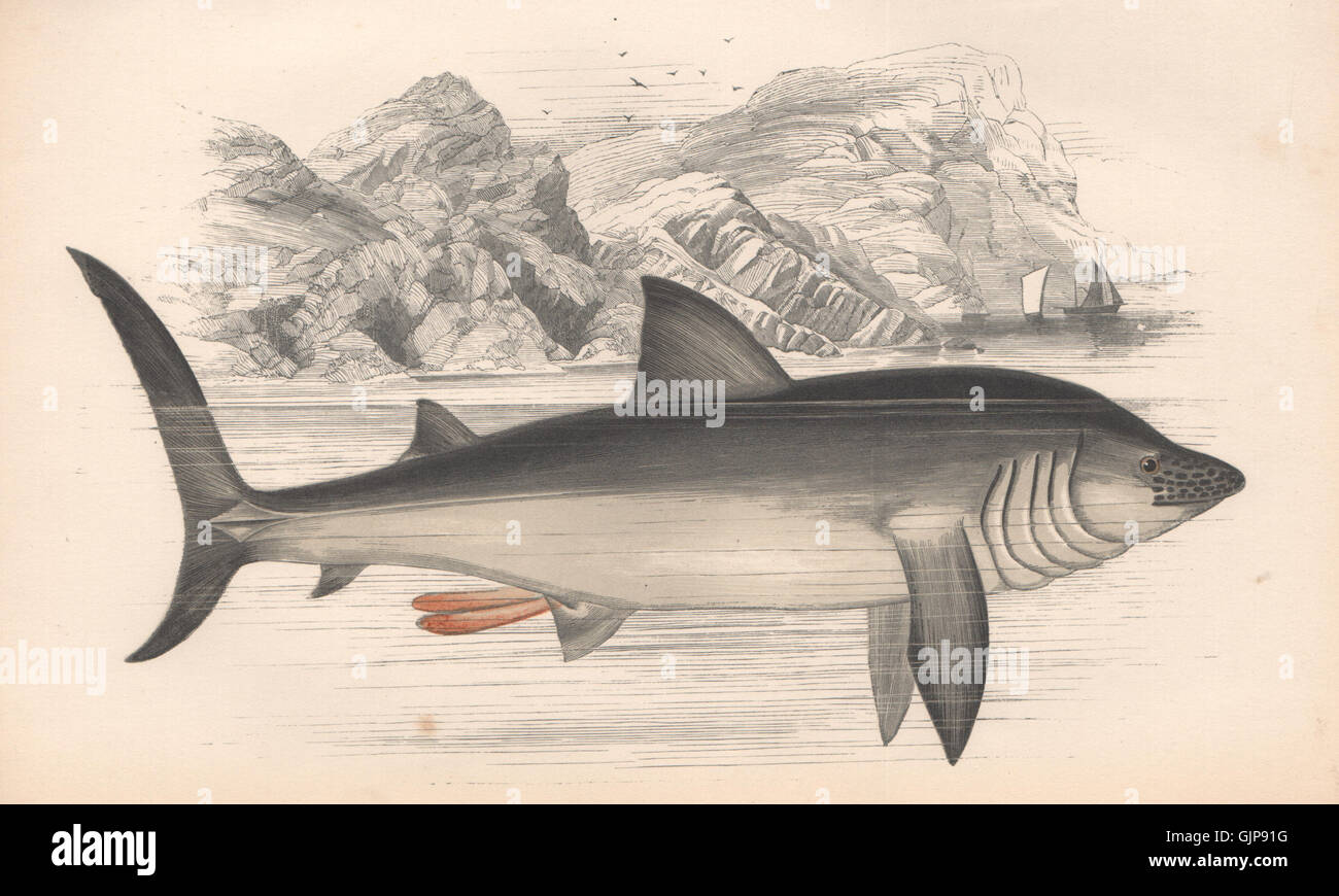 BASKING SHARK. Cetorhinus maximus. COUCH, antique print 1862 Stock ...