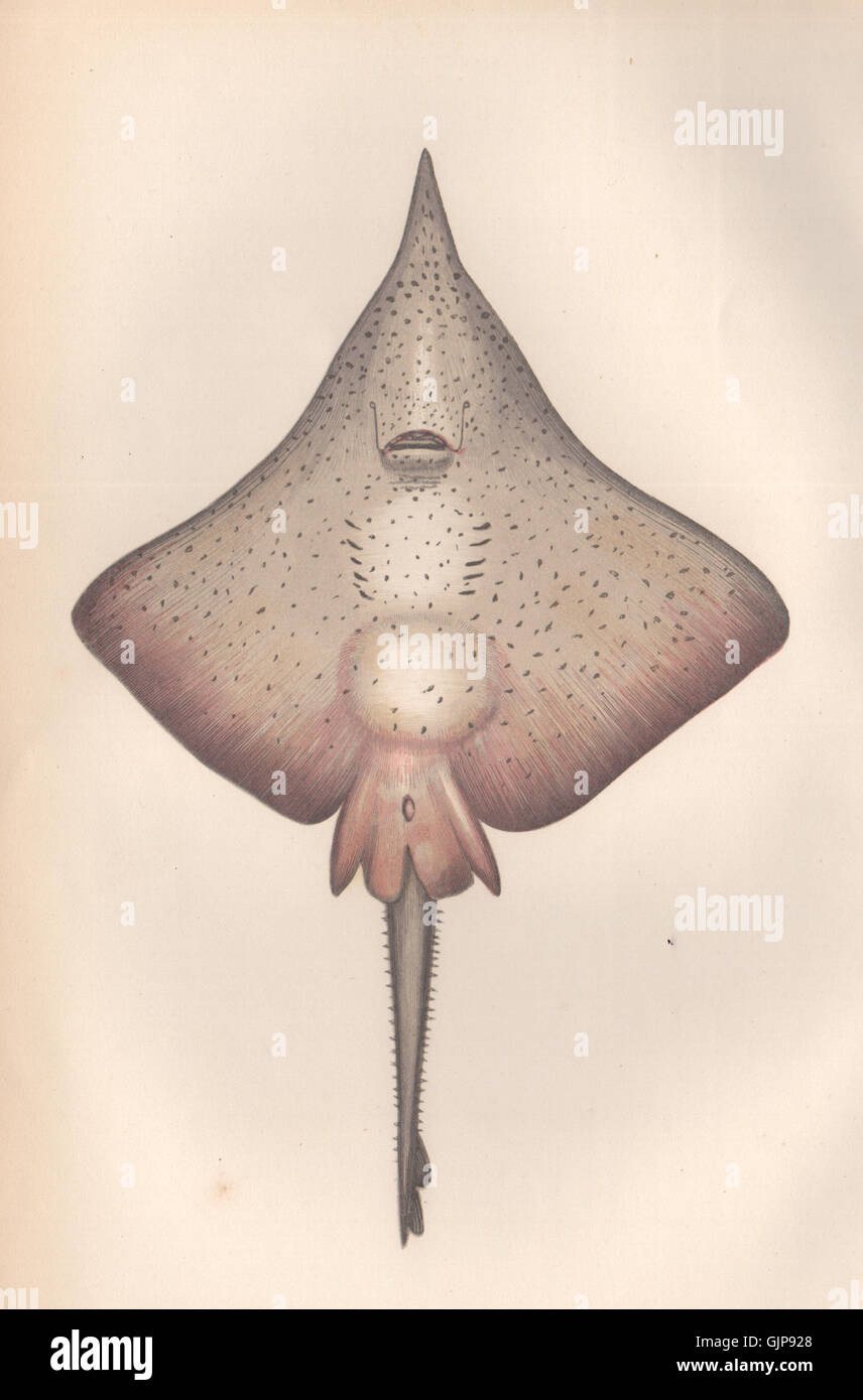 LONGNOSE SKATE. Dipturus confusus. COUCH, antique print 1862 Stock ...