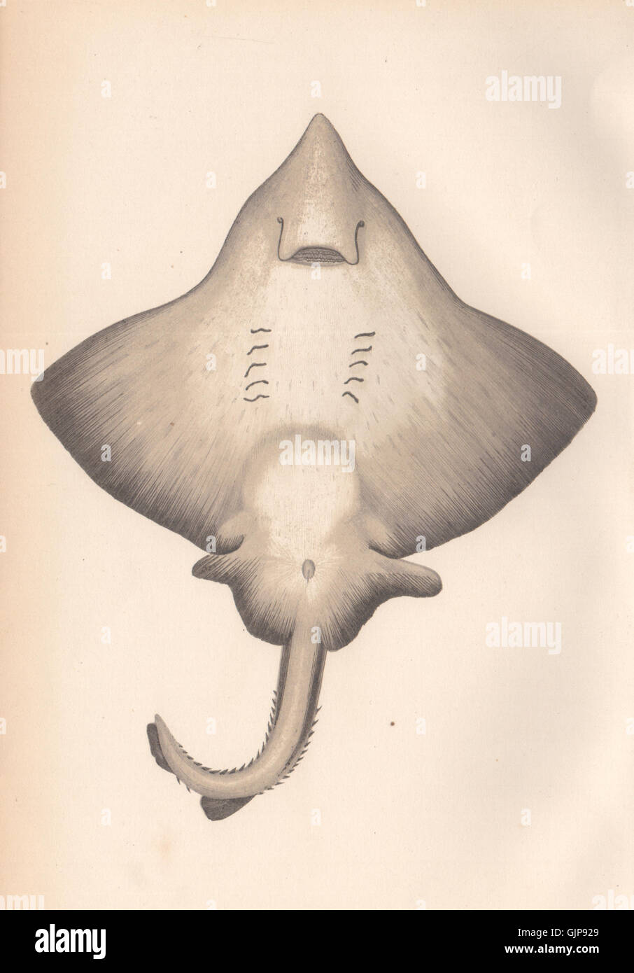 FLAPPER SKATE. Dipturus intermedia. COUCH, antique print 1862 Stock ...