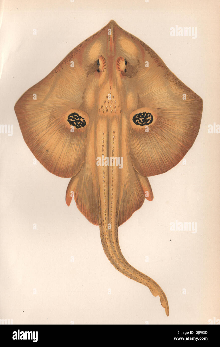 BROWN RAY. Raja miraletus, Cuckoo Ray. COUCH, antique print 1862 Stock ...