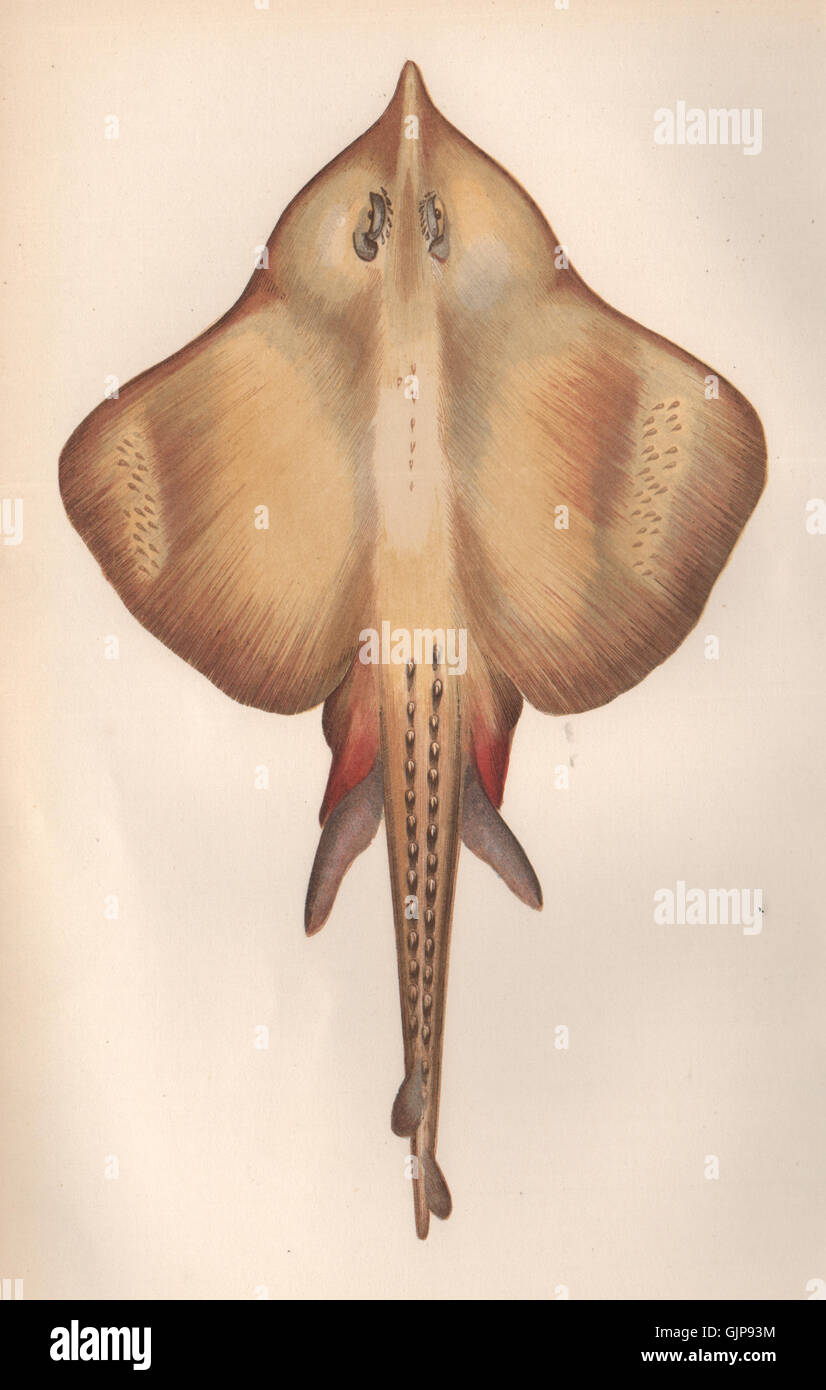 Leucoraja fullonica hi-res stock photography and images - Alamy