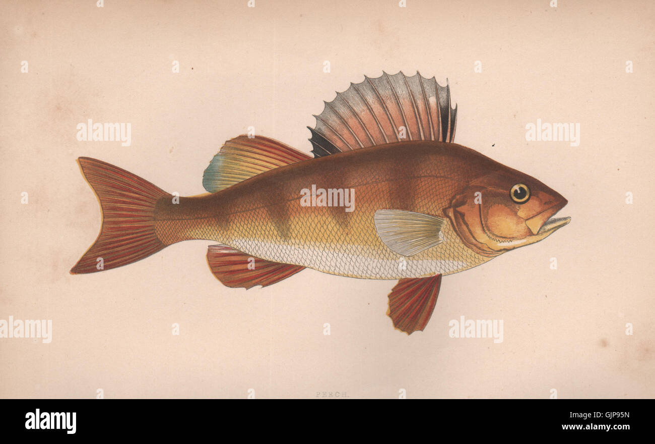 Perseque perche hi-res stock photography and images - Alamy