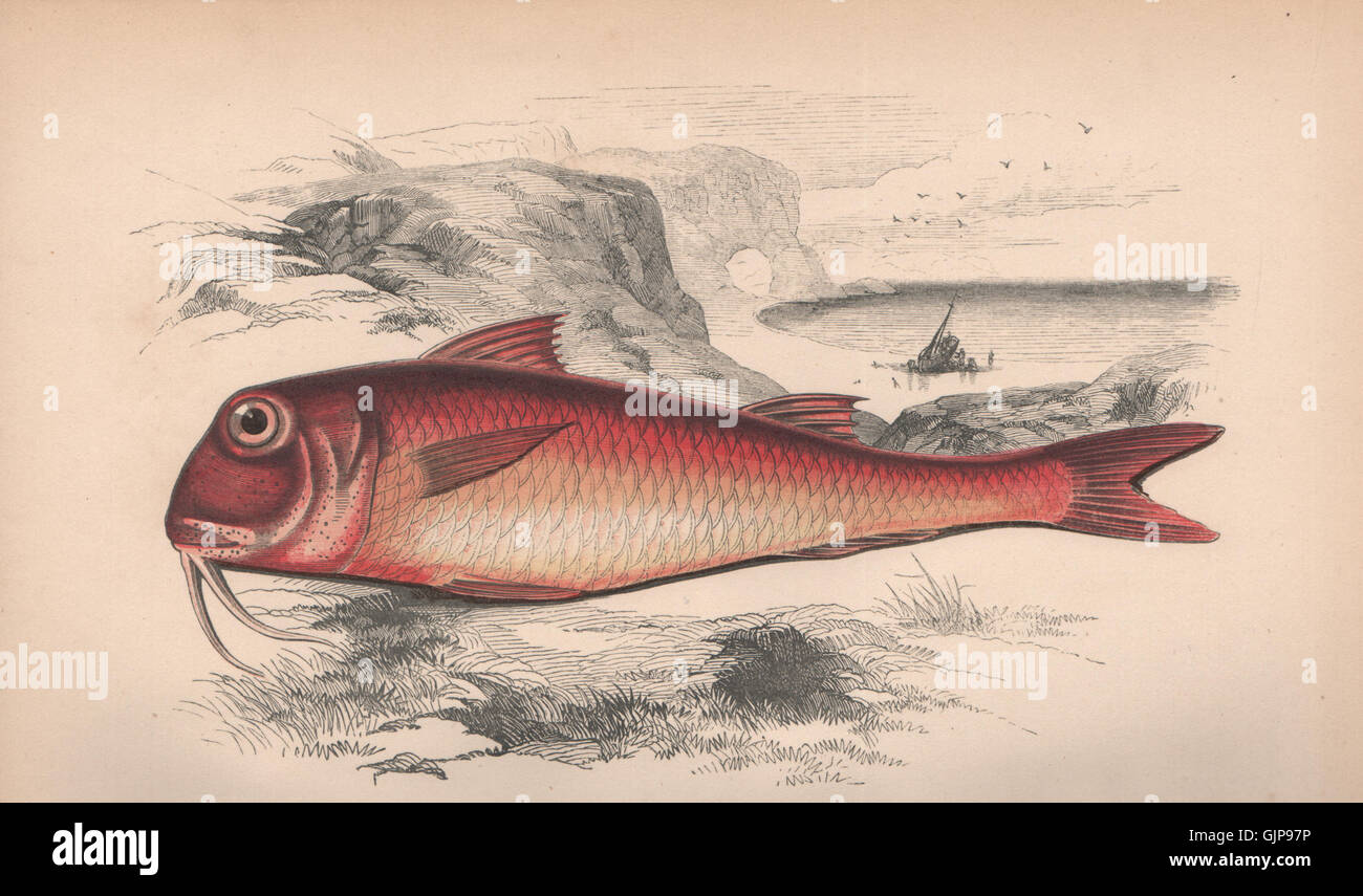 RED MULLET. Mullus minor, Mullus barbatus, Rouget. COUCH, antique print ...