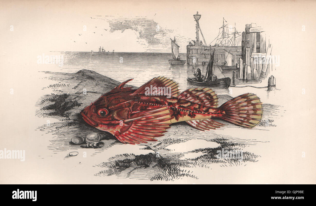 LONGSPINED SEA-SCORPION. Taurulus bubalis, Longspined bullhead. COUCH ...