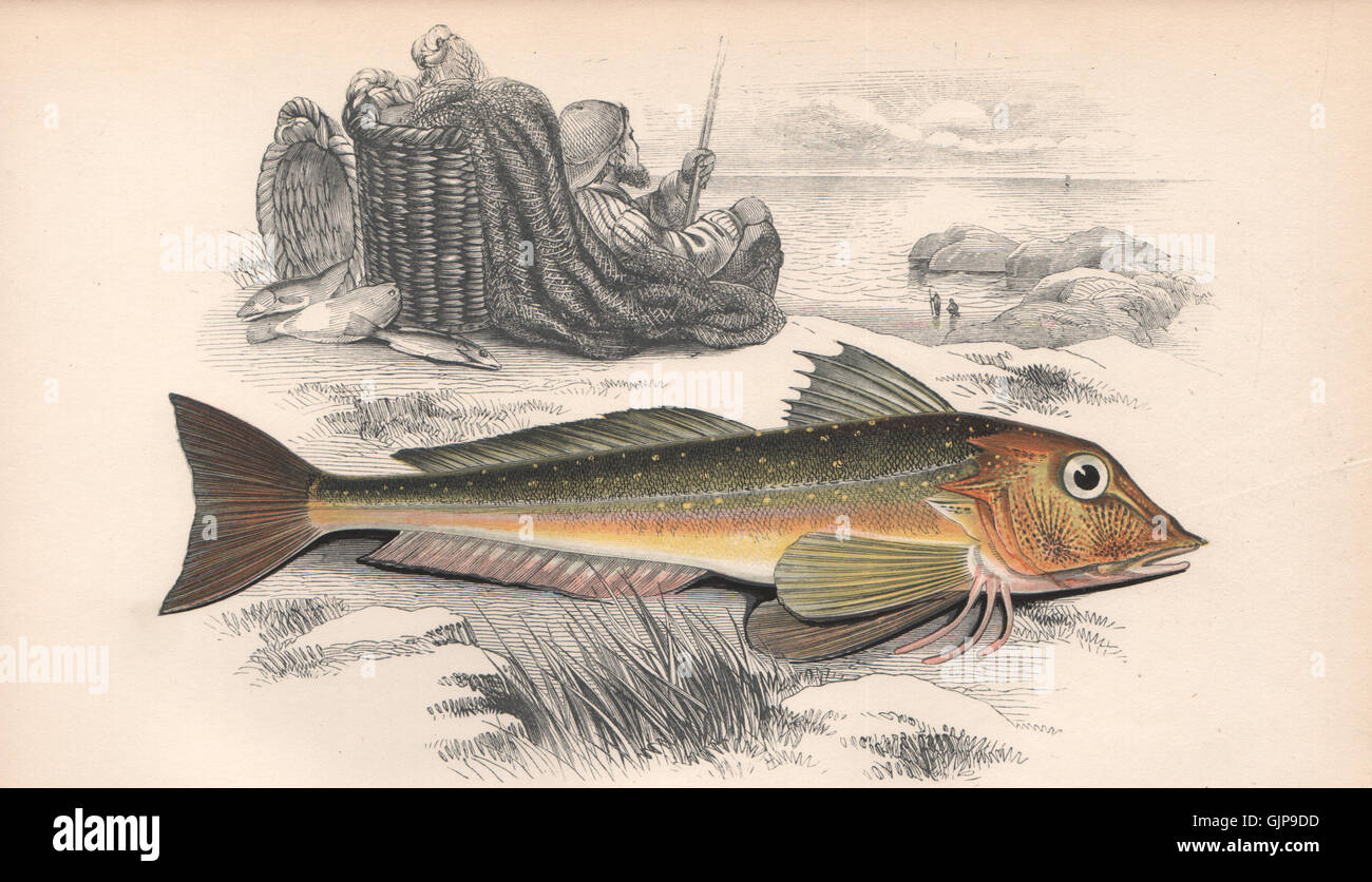 GREY GURNARD. Eutrigla gurnardus, Crooner, Croonack, Gowdie. COUCH ...