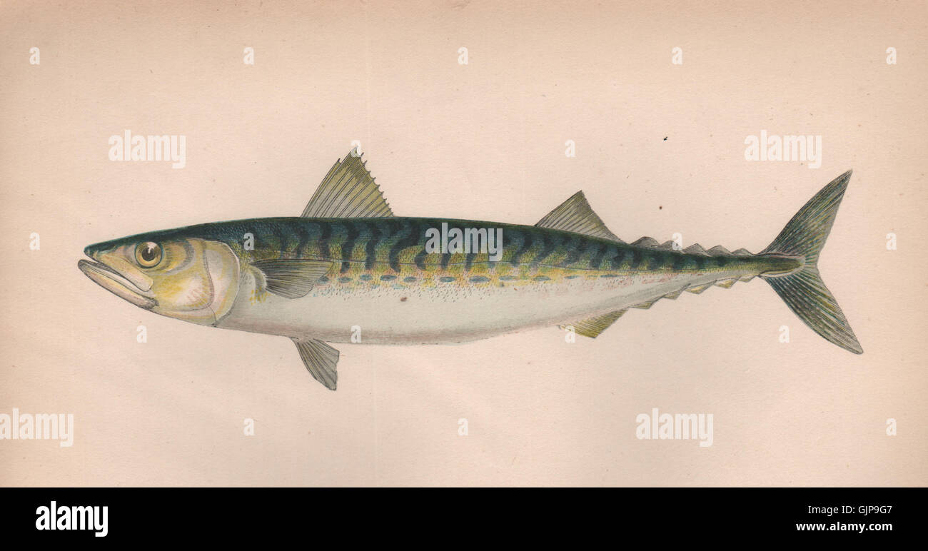 ATLANTIC MACKEREL. Scomber scombrus, Scomber Vulgaris. COUCH, old print ...