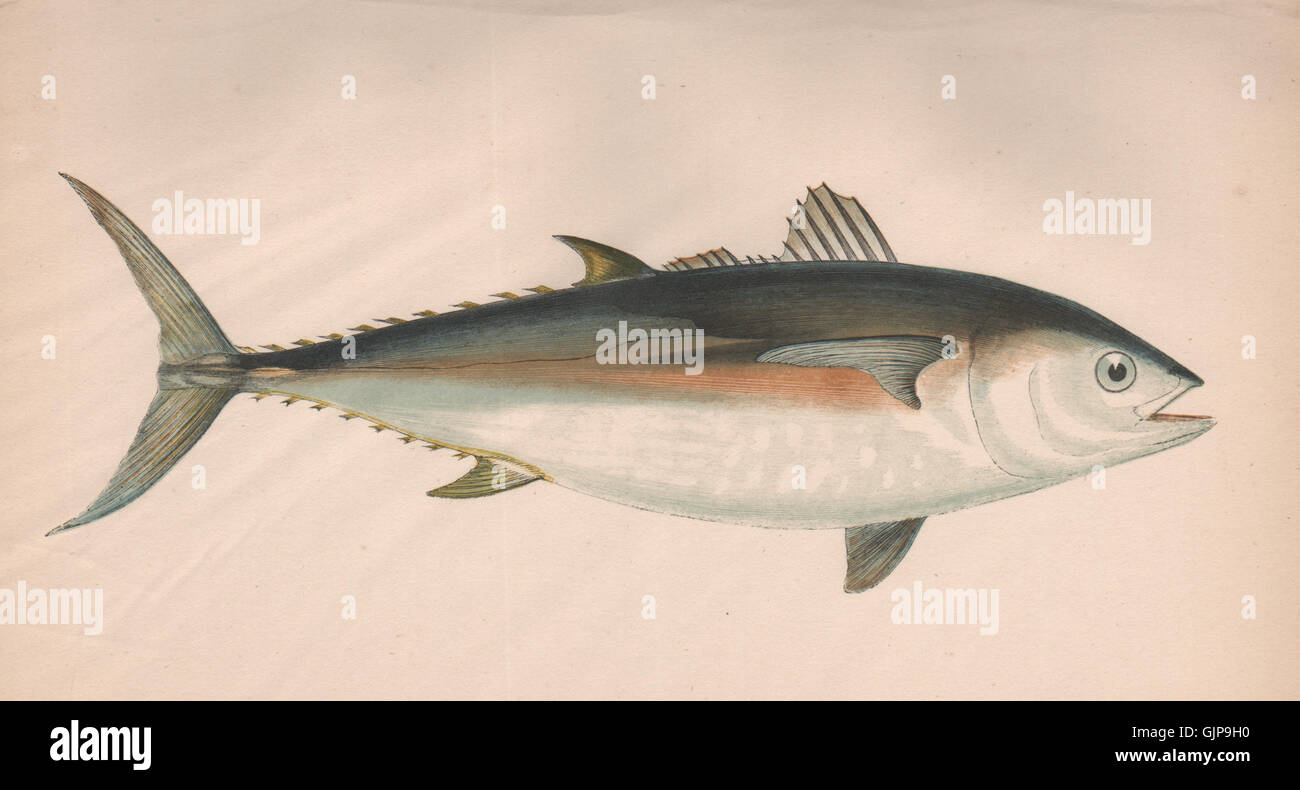 Scomber thynnus hi-res stock photography and images - Alamy