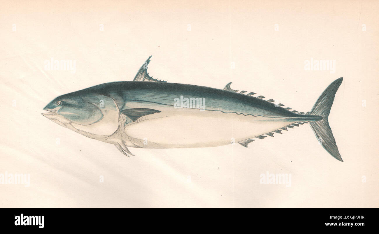 Auxis hi-res stock photography and images - Alamy