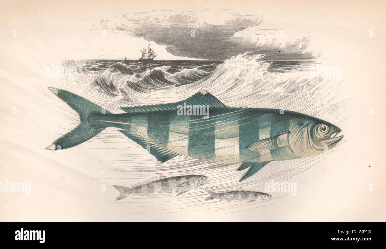 PILOT FISH. Naucrates Ductor. COUCH, antique print 1862 Stock Photo - Alamy
