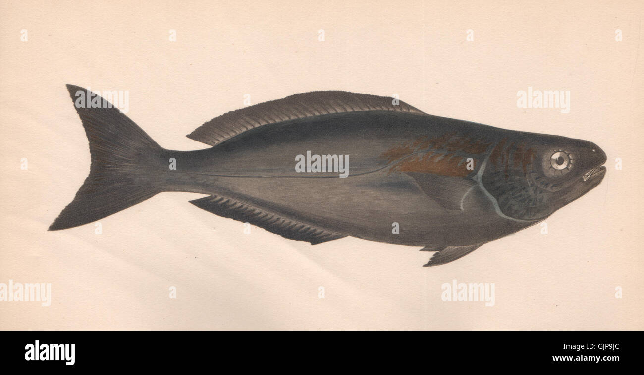 Centrolophus niger hi-res stock photography and images - Alamy