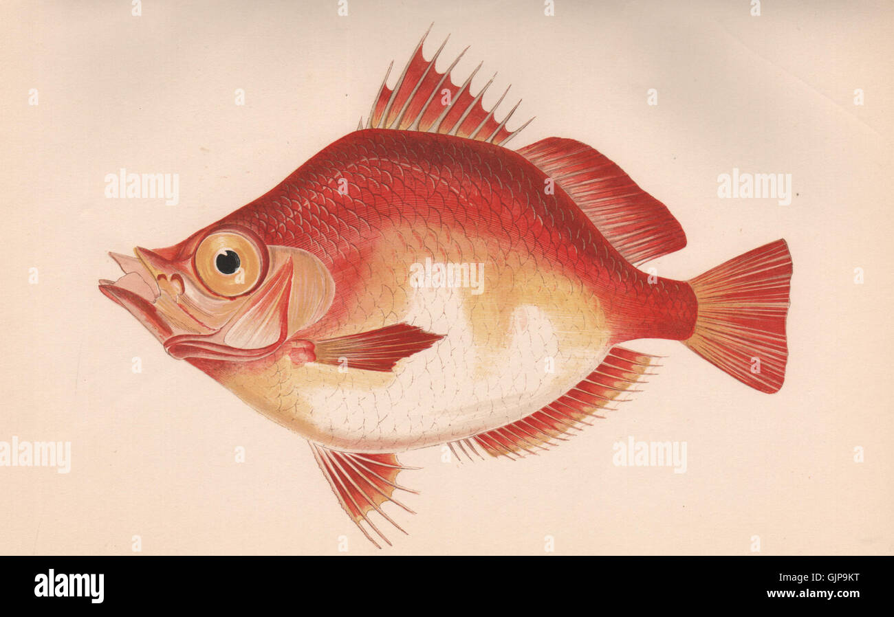 BOARFISH. Capros aper, oar-fish. COUCH, antique print 1862 Stock Photo ...