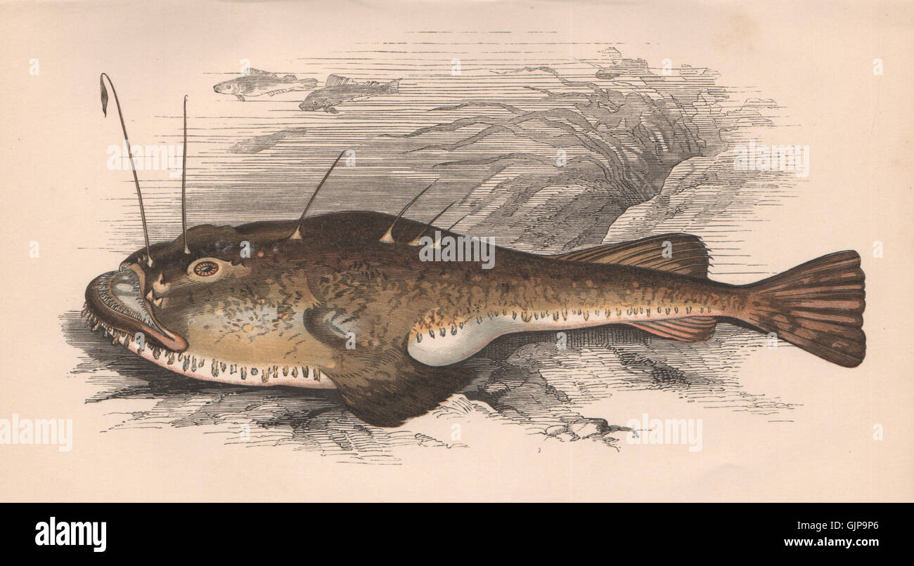 ANGLER. Lophius Piscatorius, Monkfish, Goosefish, Bellyfish. COUCH ...