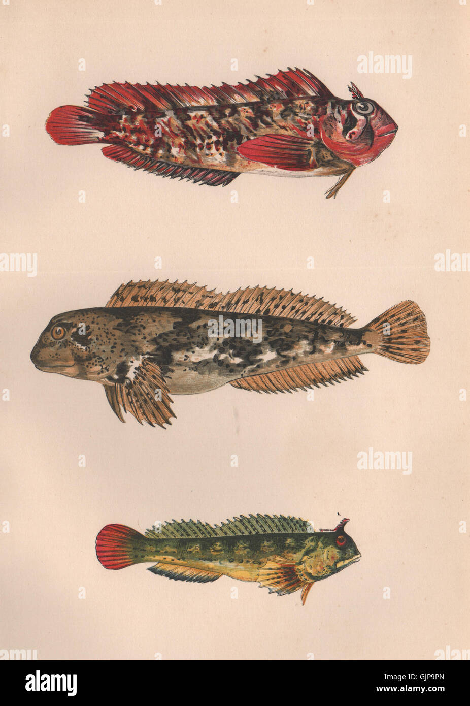 BLENNOID FISH; SHANNY; MONTAGU'S BLENNY. Lipophrys pholis. COUCH, print ...