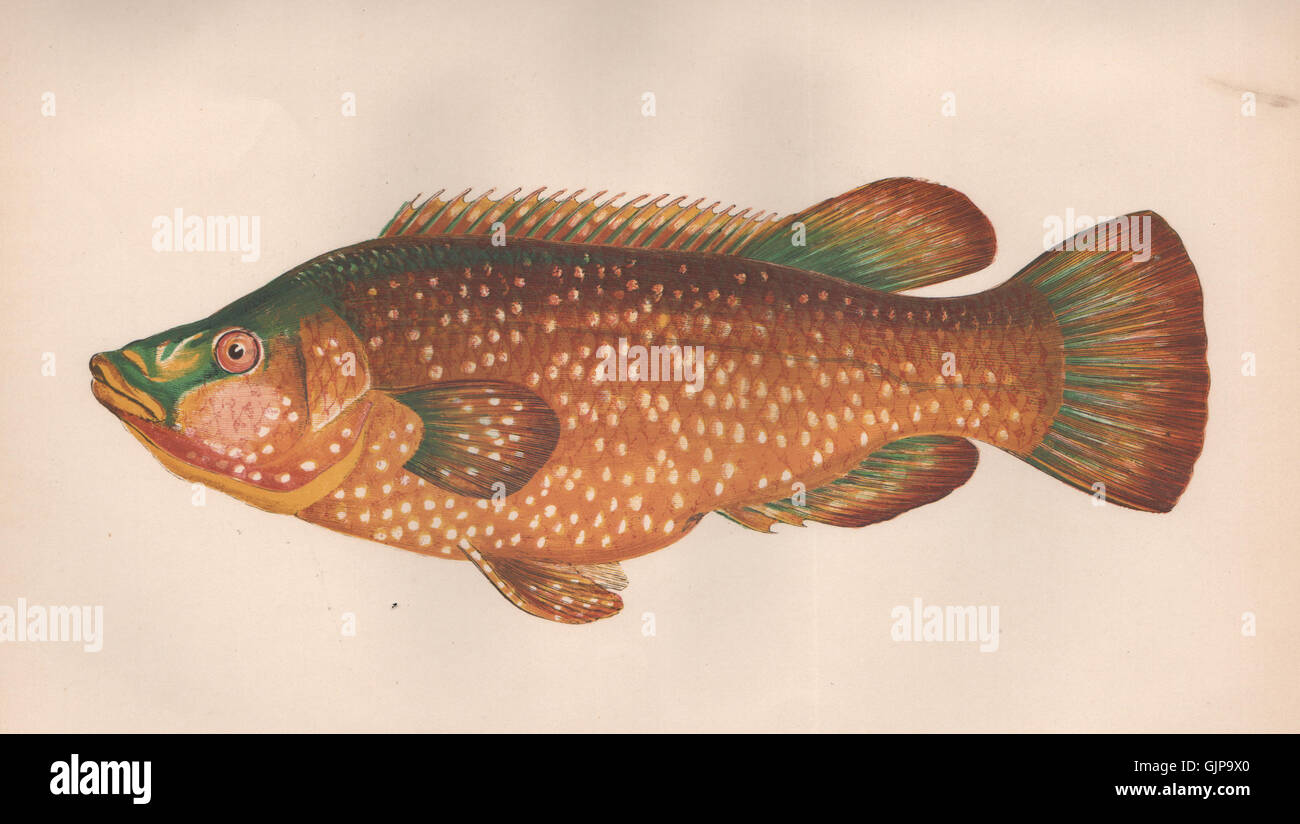 Raagh hi-res stock photography and images - Alamy