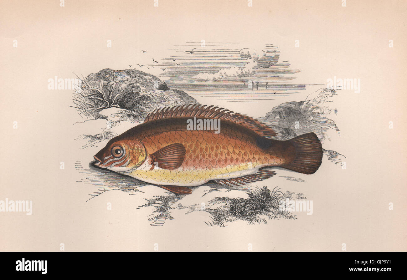 ROCK COOK. Small-mouthed Wrasse, Centrolabrus exoletus. COUCH, old ...
