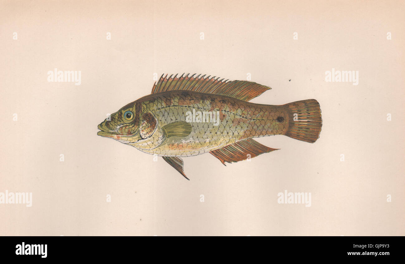 Labrus cornubiensis hi-res stock photography and images - Alamy