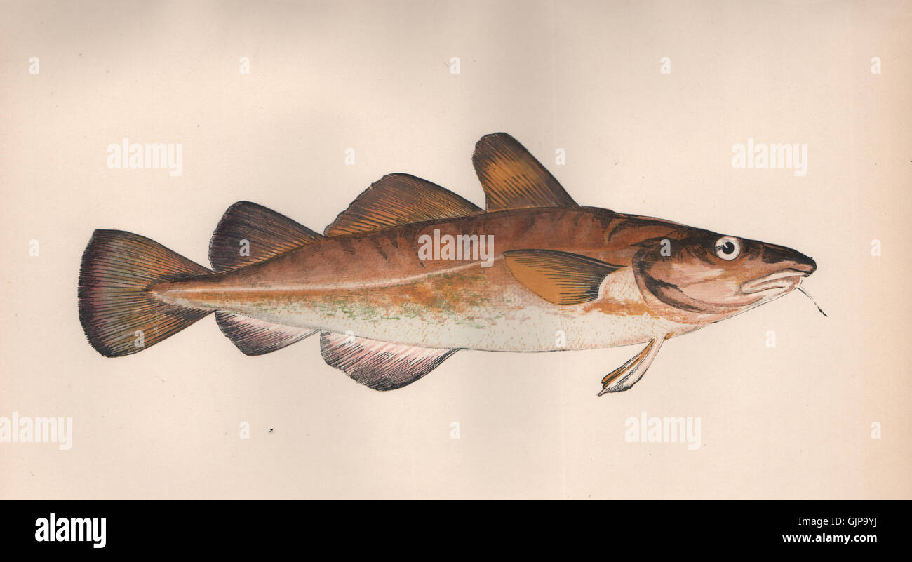 ATLANTIC COD. Gadus morhua, Baltic cod, Dorse. COUCH, antique print ...