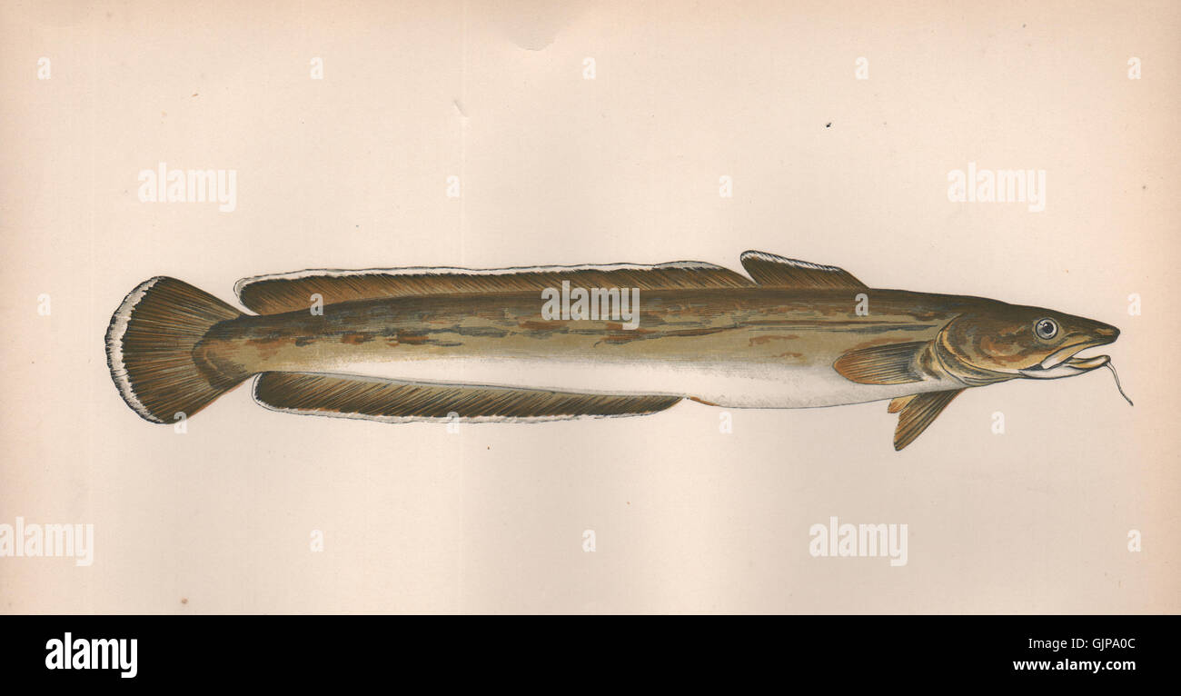 COMMON LING. Molva molva, European Ling. COUCH, antique print 1862 ...