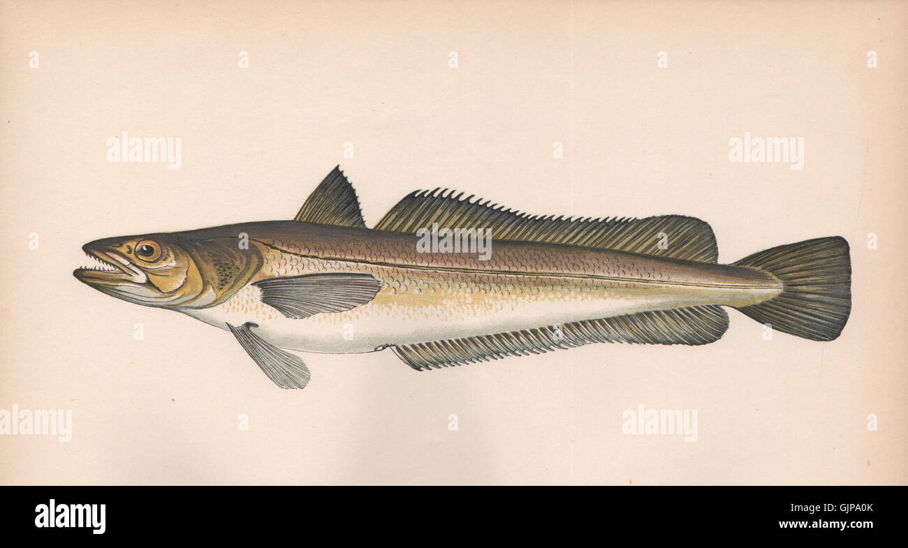 Merluccius hi-res stock photography and images - Alamy