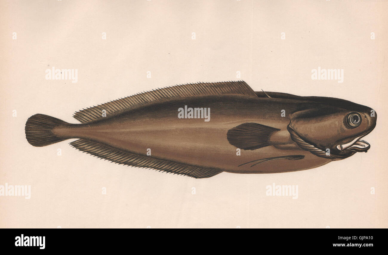 LESSER FORKBEARD. Raniceps raninus, Tadpole Fish. COUCH, antique print ...