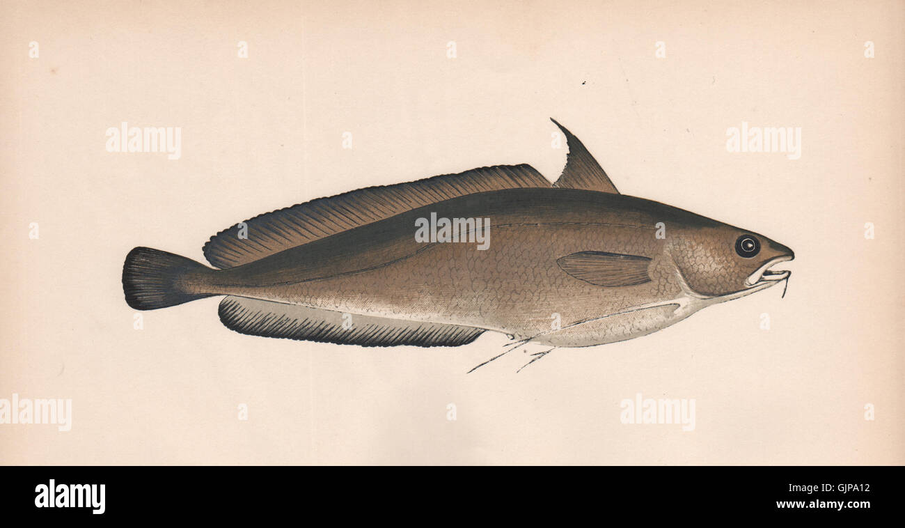 Hakes dame hi-res stock photography and images - Alamy