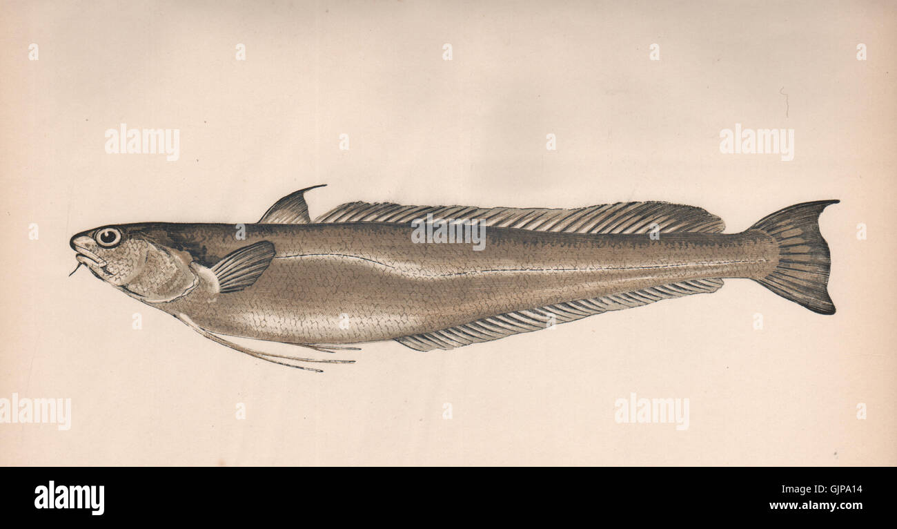GREATER FORKBEARD. Phycis blennoides, Lesser Hake. COUCH, antique print ...