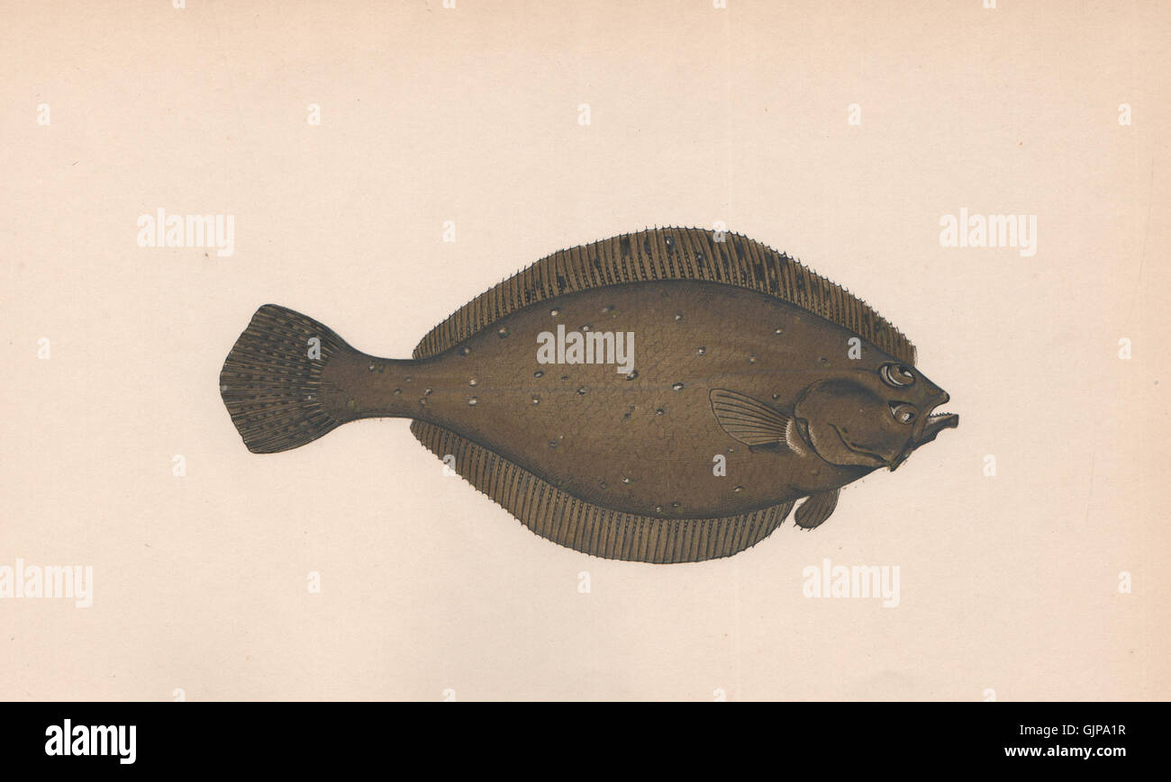 Citharus hi-res stock photography and images - Alamy