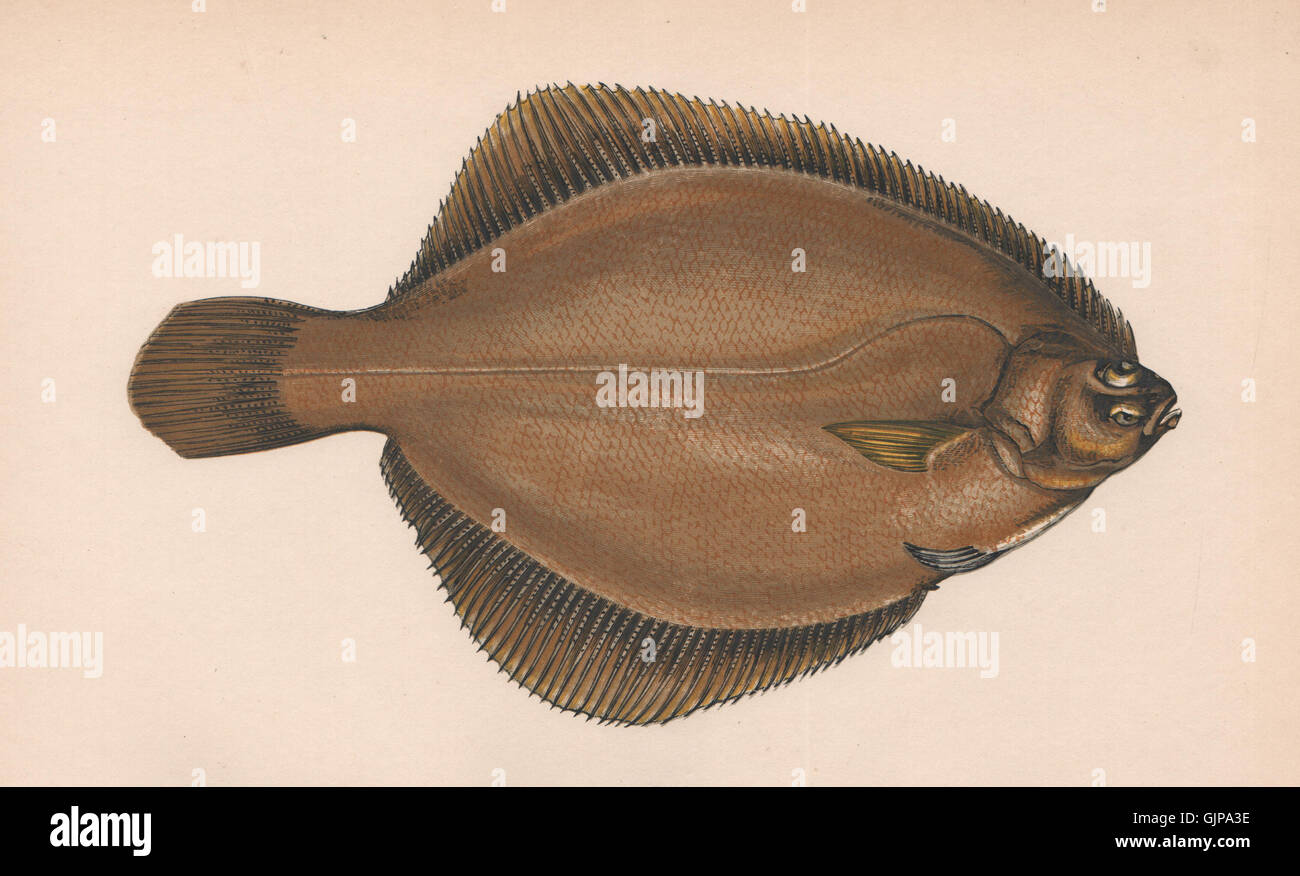 COMMON DAB. limanda limanda. COUCH, antique print 1862 Stock Photo - Alamy