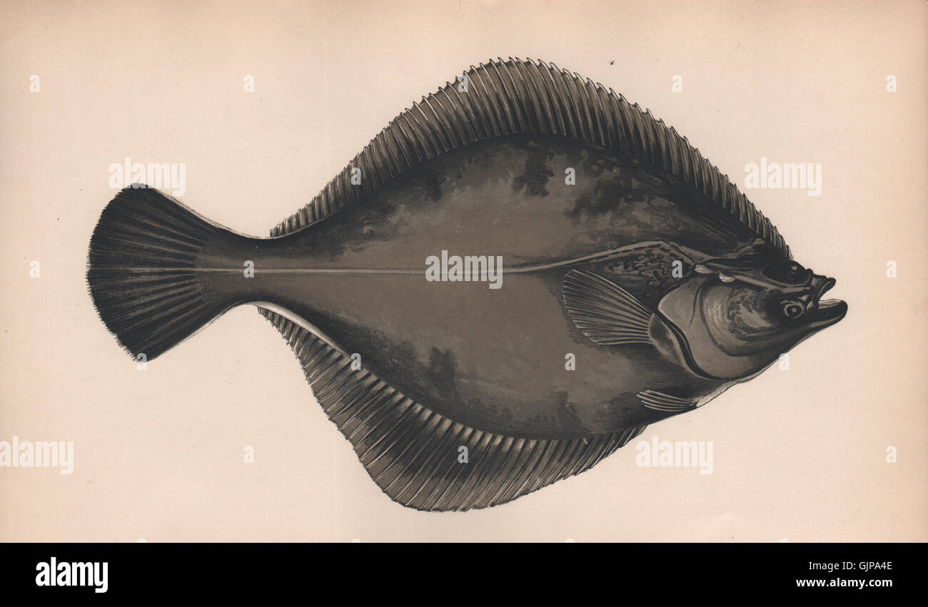 EUROPEAN FLOUNDER. Platichthys flesus, Fluke. COUCH, antique print 1862 ...