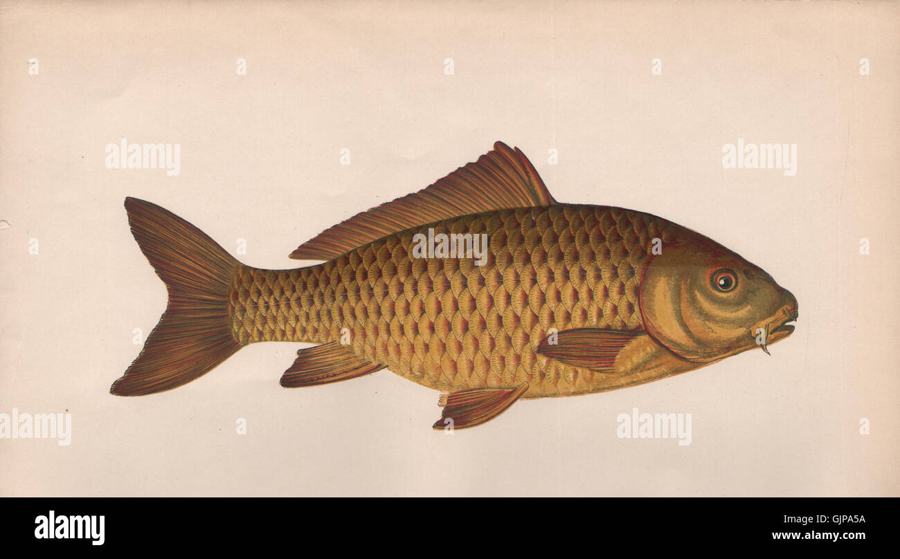 CARP. Cyprinus Carpio. COUCH, antique print 1862 Stock Photo - Alamy
