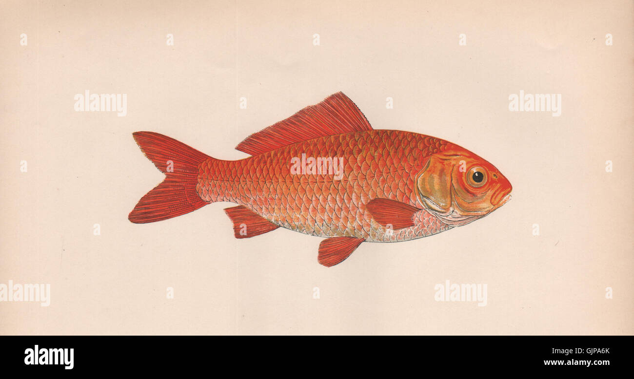 Goldfish Not Carassius Auratus High Resolution Stock Photography and ...