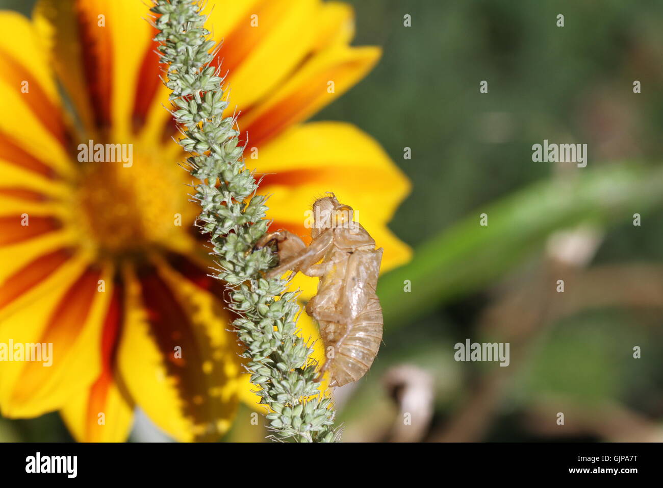 empty cicada shell or casing four from moulted cicada insect on yellow ...