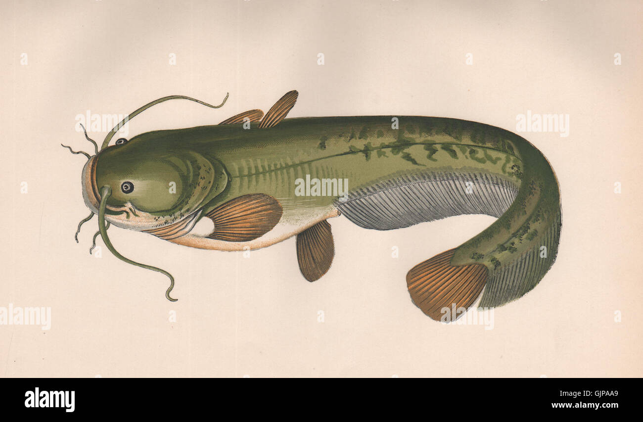Wels silurus glanis catfish hi-res stock photography and images - Alamy
